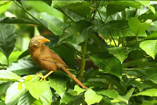 Ratu Demalichcha - Sri Lanka Orange-Billed Babbler (Turdoides rufescens)