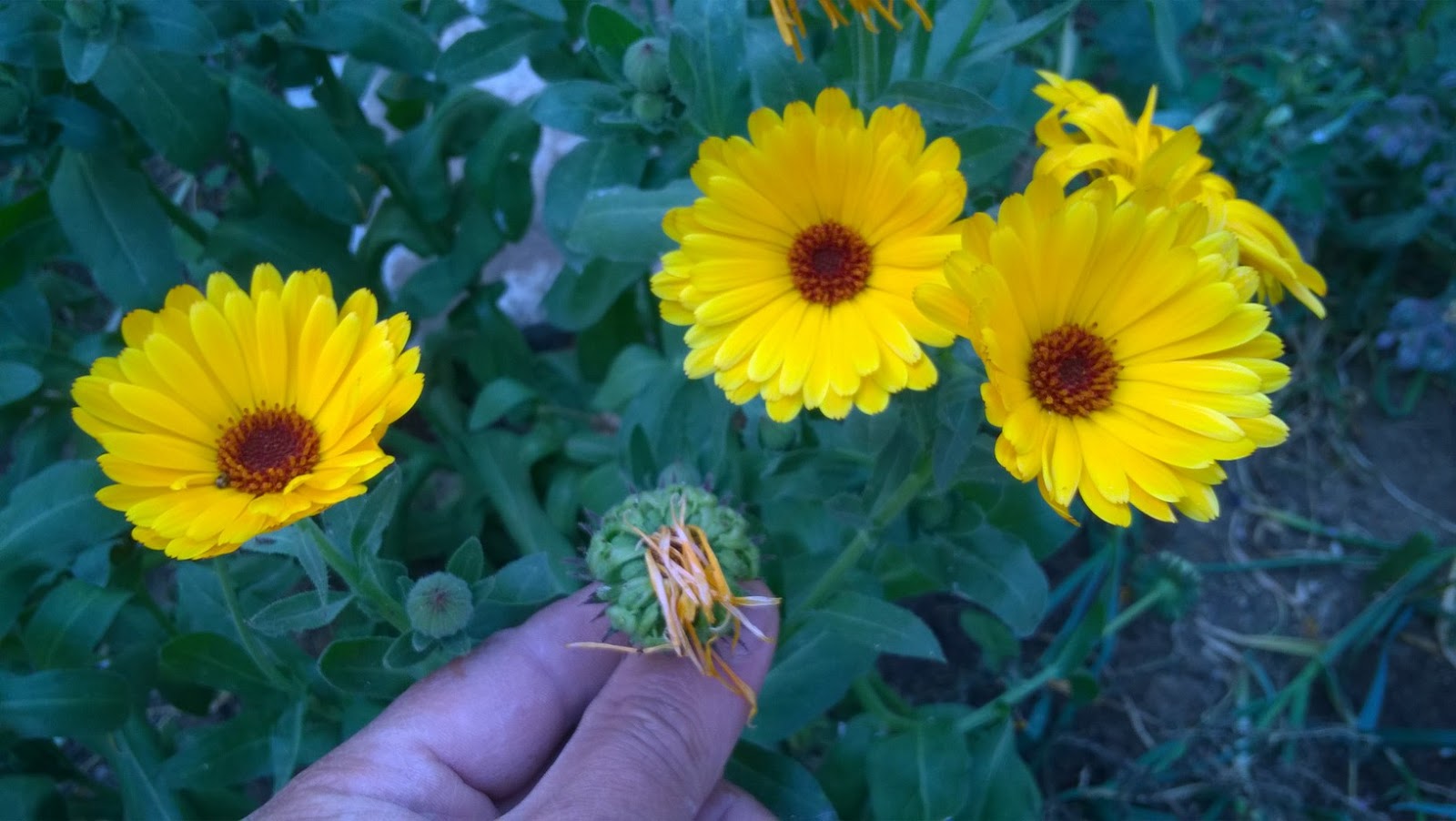 How To Grow Calendula