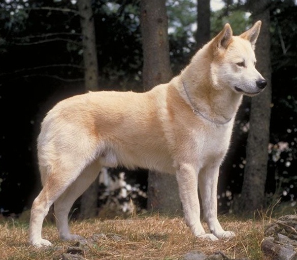 About Canaan Dog: Training Your Canaan Dog to Listen to You