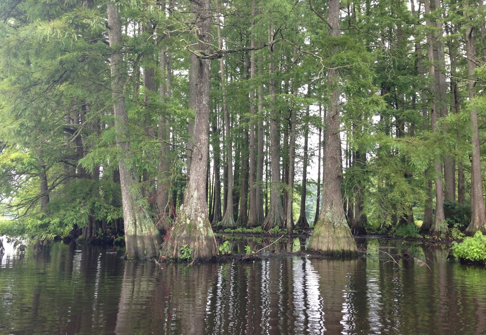 Trees Planet: Taxodium distichum - Bald Cypress