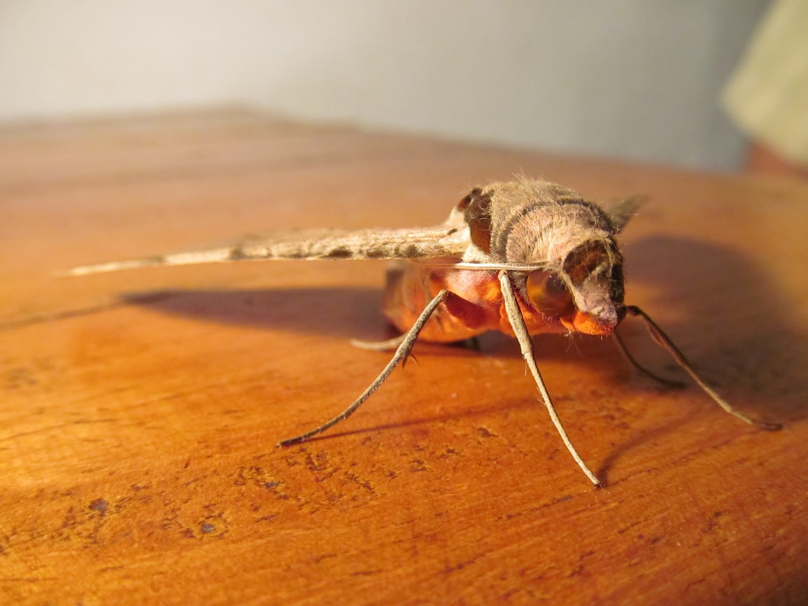 Fauna de Colombia - Wildlife Colombia: Polilla (Hawkmoth) y Machaca ...