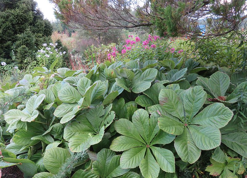 MUHEDIKU MAAILM: September 2017