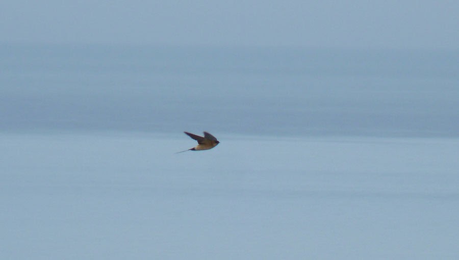 Axe Birding: Lindos, Rhodes, Greece - The Birds