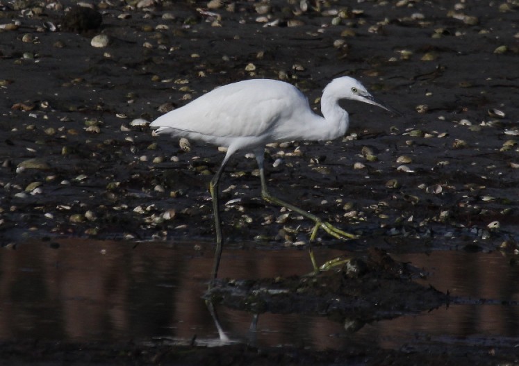 New England Coastal Birds: "Three Days of Winter Seabirding on Cape Cod ...