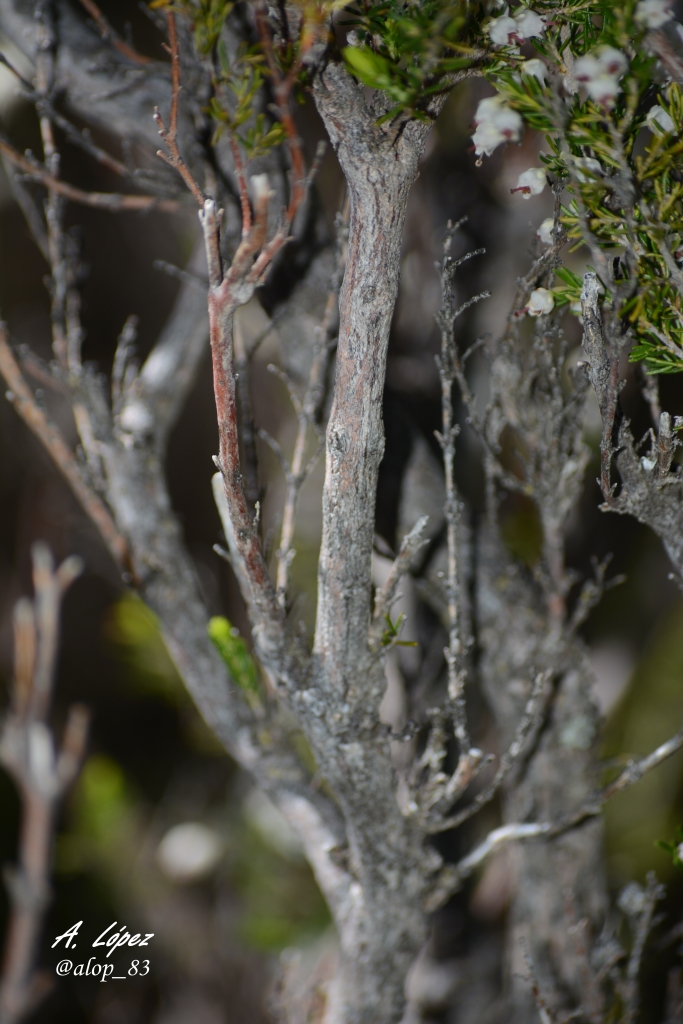 Flora de la Península Ibérica: Erica arborea L. (Fam. Ericaceae ...