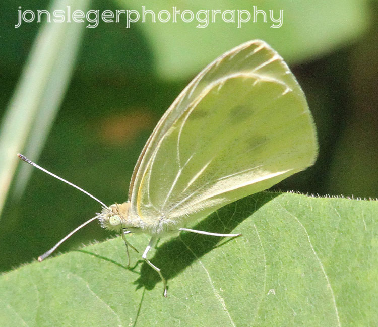 Northern Illinois Birder: Cabbage White Butterflies & Common Whitetail ...