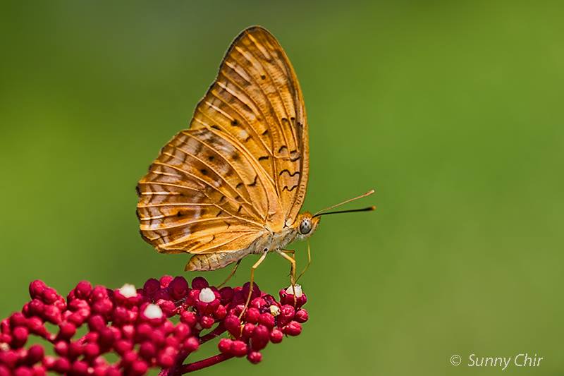 Butterflies of Singapore: Butterflies Galore! : Leopard