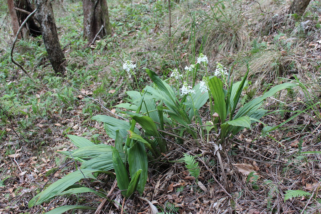 Calanthe triplicata orchid plant care and culture | Travaldo's blog