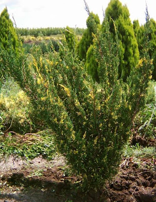 ARTE Y JARDINERÍA : Juniperus. Elegancia perenne. ( Primera parte)