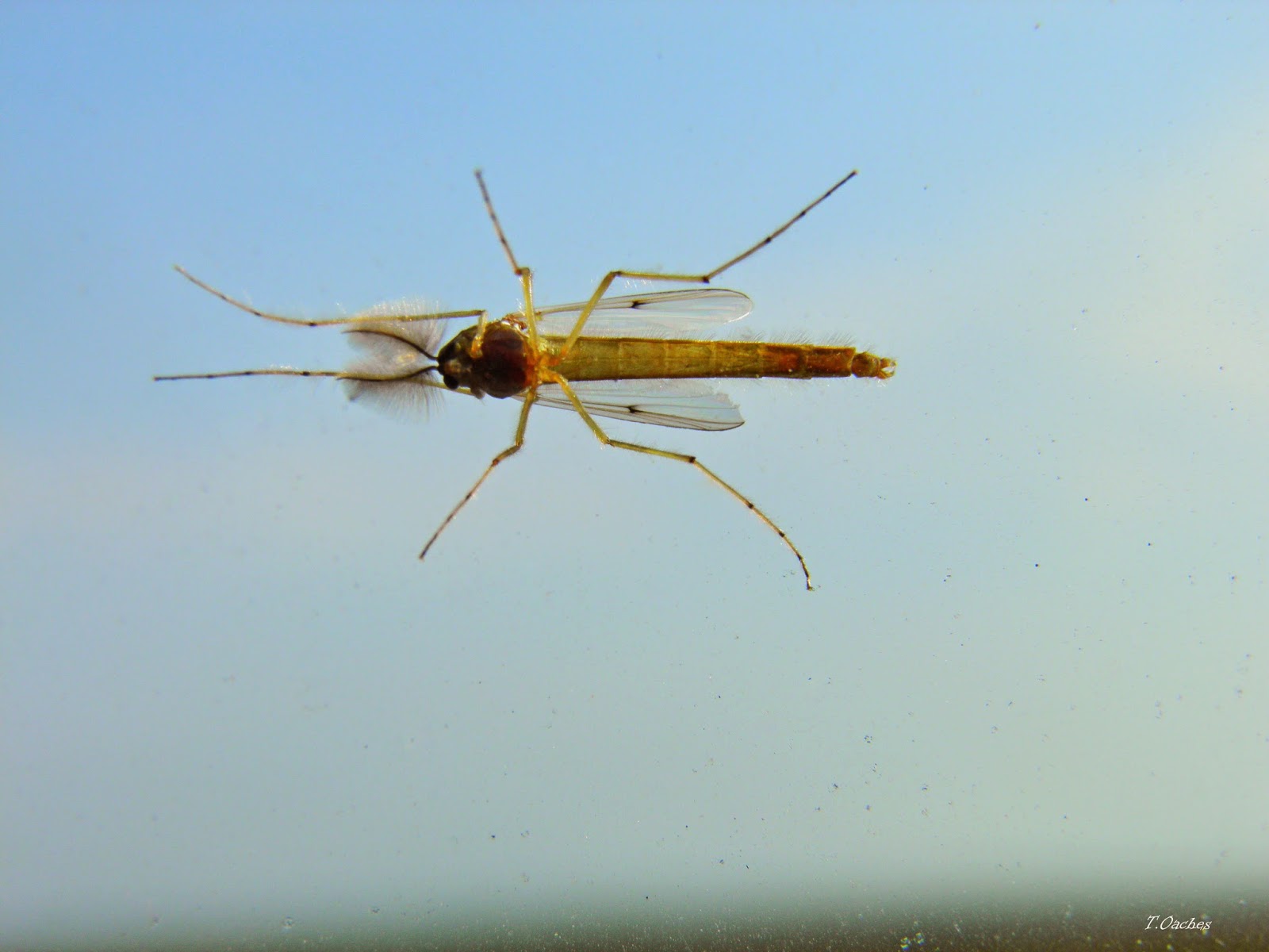 PASARI DIN ROMANIA: STARC PITIC, Ixobrychus minutus