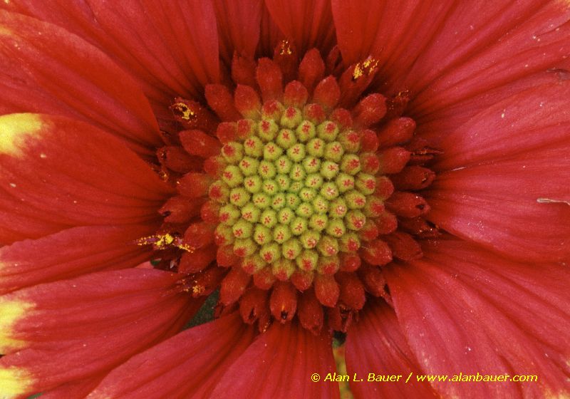 TERRA DE SOMNIS II: LA MATRIZ DE LA CREACIÓN: EL ANTIGUO SÍMBOLO DE LA ...