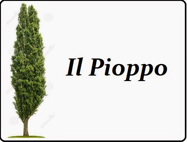 Erbe Magiche: Il Cipresso e il Pioppo
