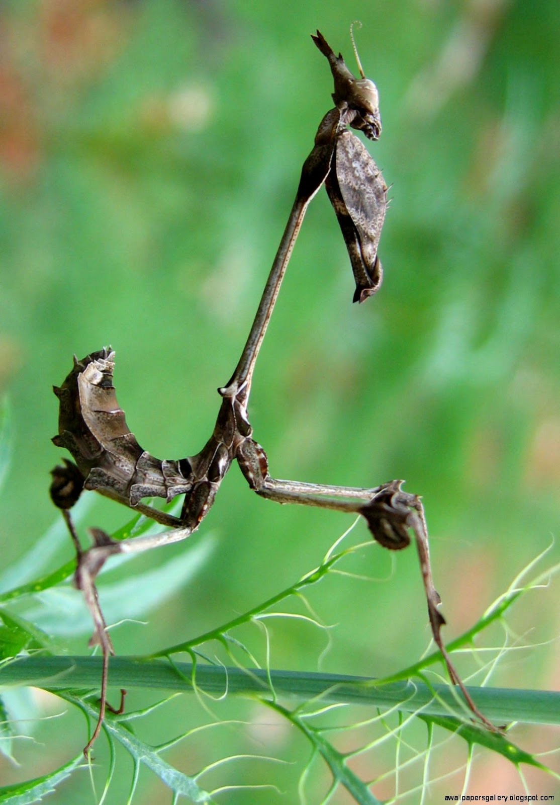 Praying Mantis | Wallpapers Gallery