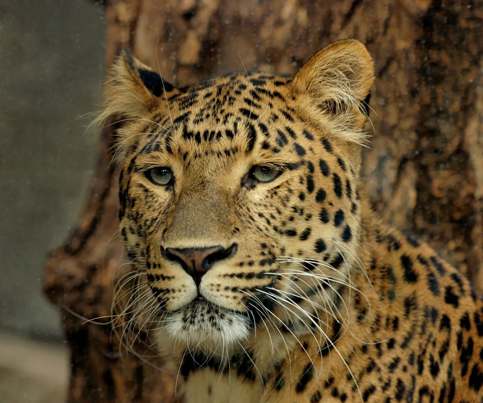 Abe's Animals: Pictures of the leopards of the main part of the Wikipedia