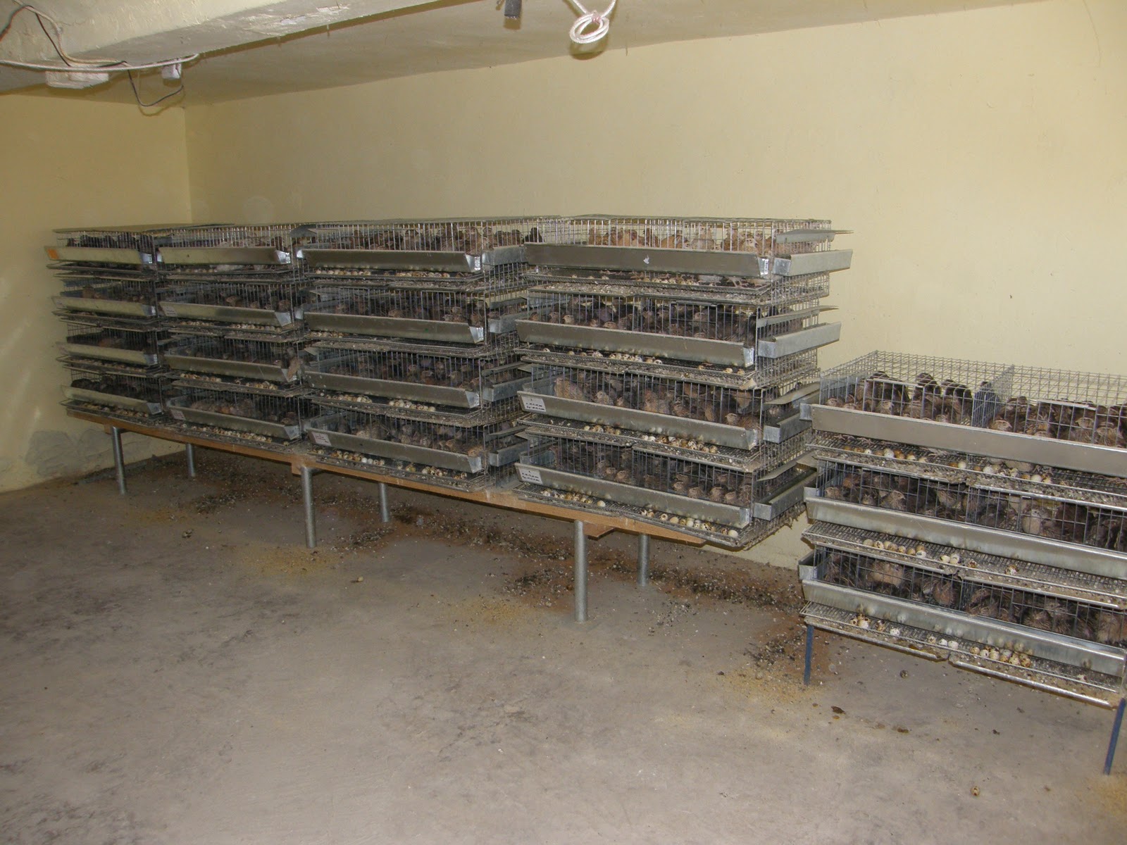 Ferma de prepelite Falticeni: Foto