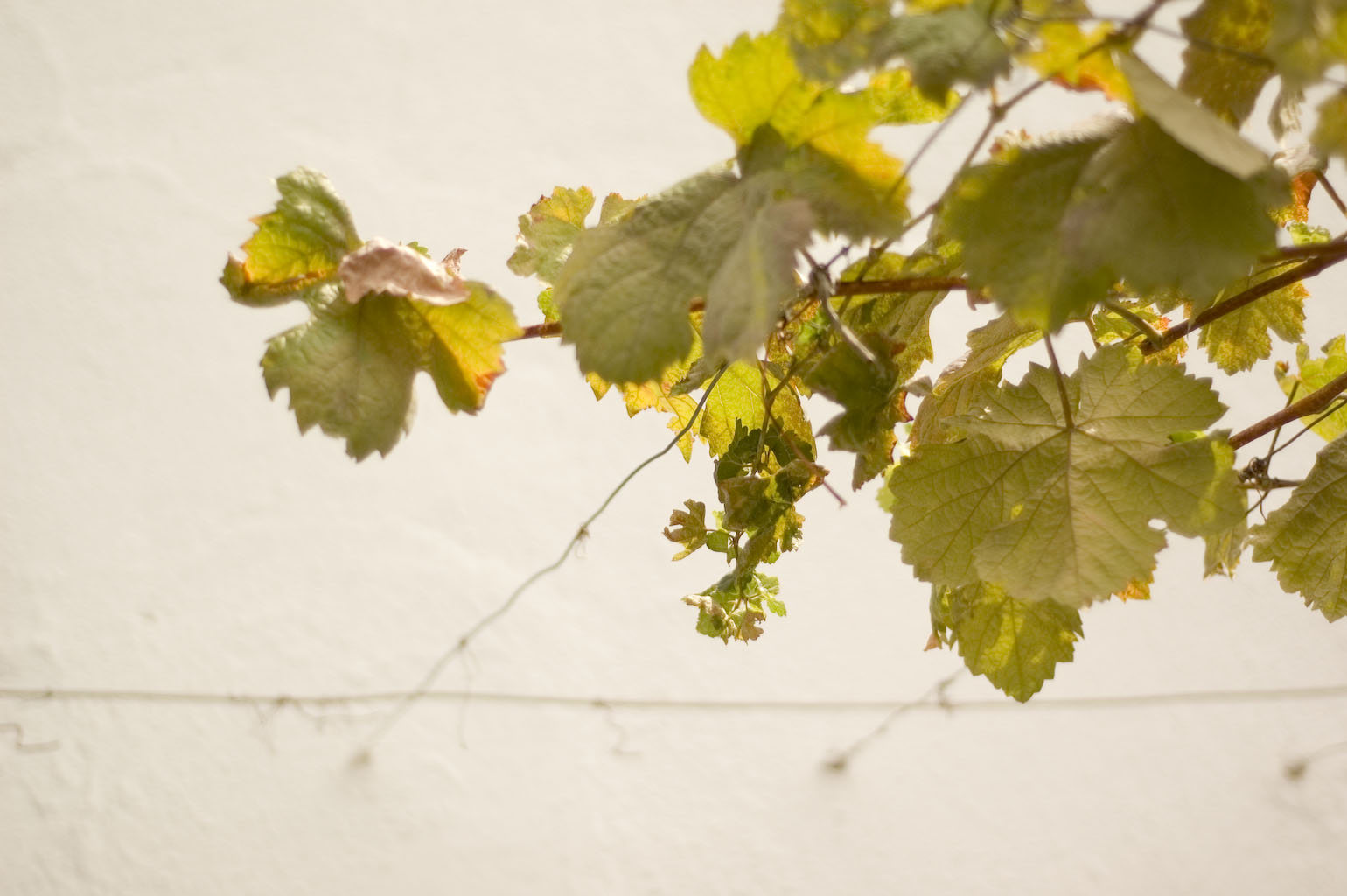 galletasdeante: parras en septiembre