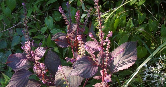 Perilla stem (Sugeng)-the stem of Perilla frutescens