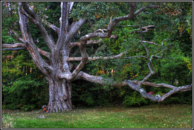 New Hampshire Adventures: The White Oak