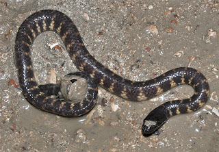 Life is short, but snakes are long: May 2012