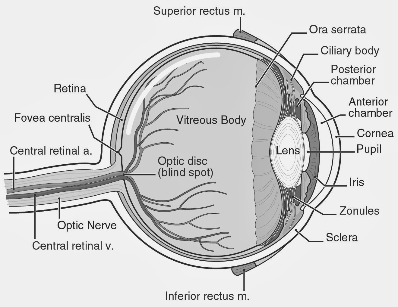 optometry blog: OCCULAR ANATOMY SUMMARY