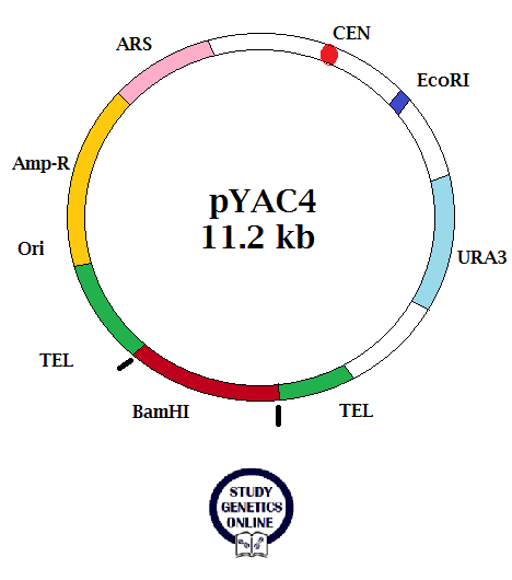 Study Genetics Online: Artificial Chromosomes