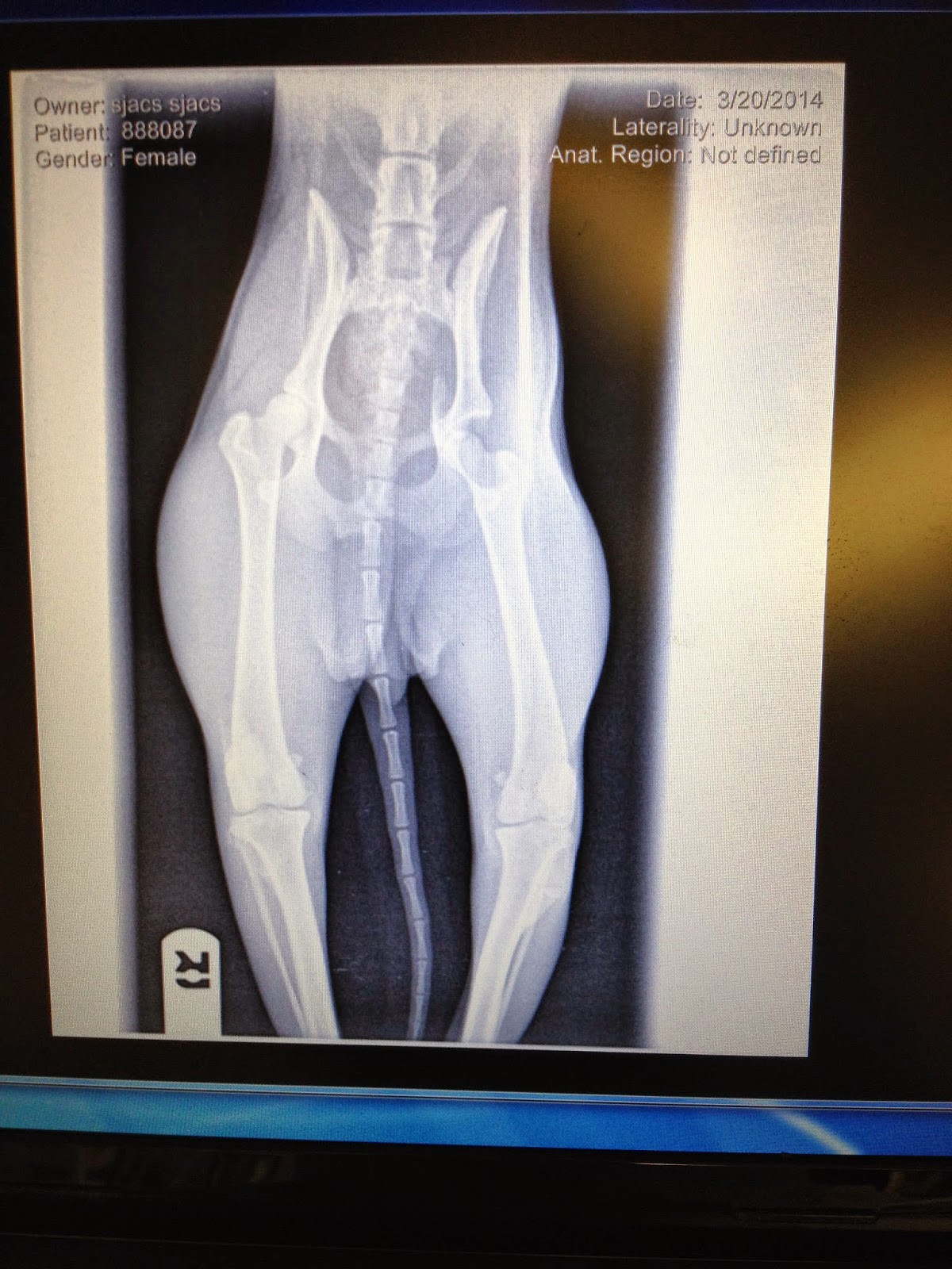 For the Love of Dogs: Behind the Scenes: Lucy's FHO