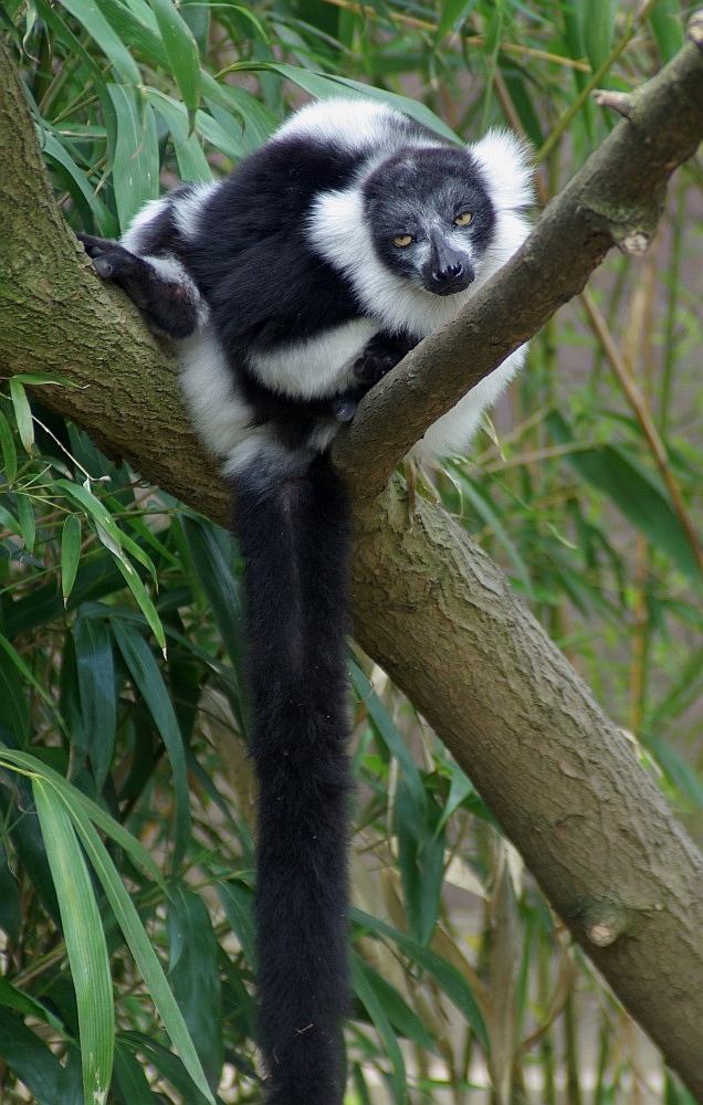 Naturphoto: Schwarz-Weißer Vari