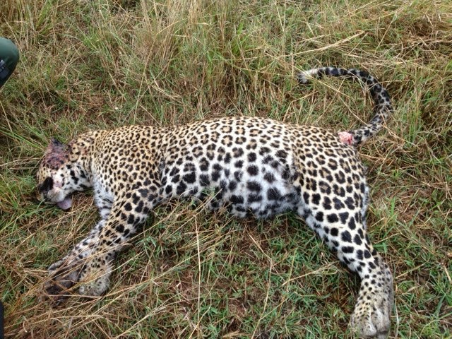 Paul Kirui Safari Blog: Tribute to a Leopard with a life well lived