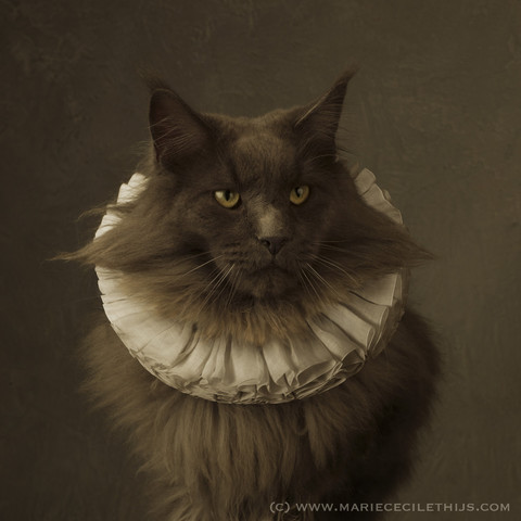 Content in a Cottage: Cats Wearing White Collars (Ruffs)