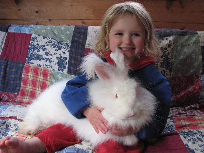 Arnab Angora - Diternak Kerana Bulu - CariDotMy