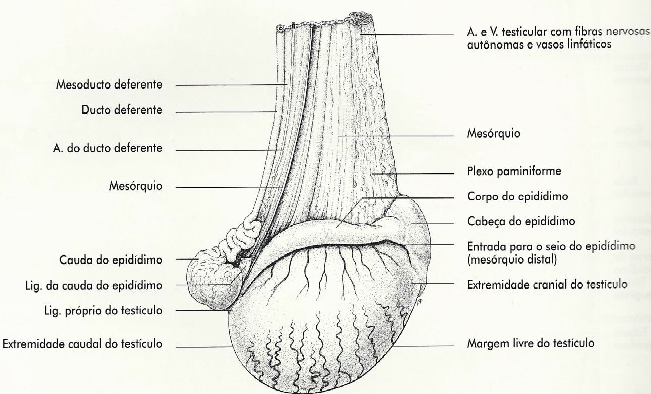 Rosivaldo Delfino: SISTEMA REPRODUTOR MASCULINO