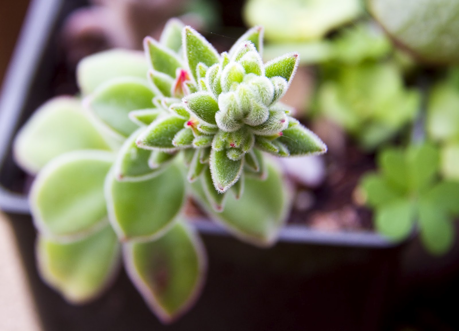 SwingNCocoa: Succulent Collection