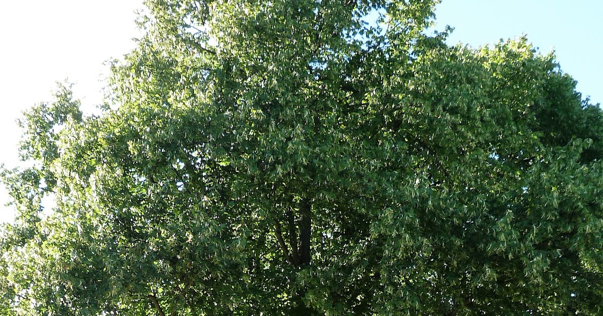 Nocton in Lincolnshire: Nocton Village Hall - latest news