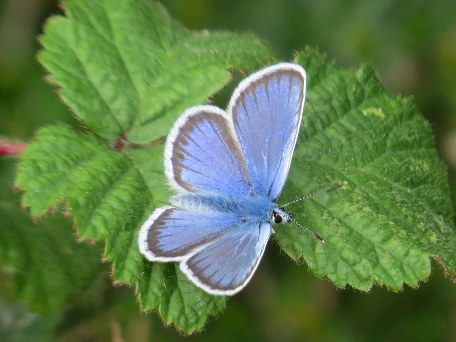 Organicbirder : Lepidoptera