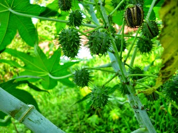 Castor Bean-Ricinus viridis -Beheth Endaru | SL Flora