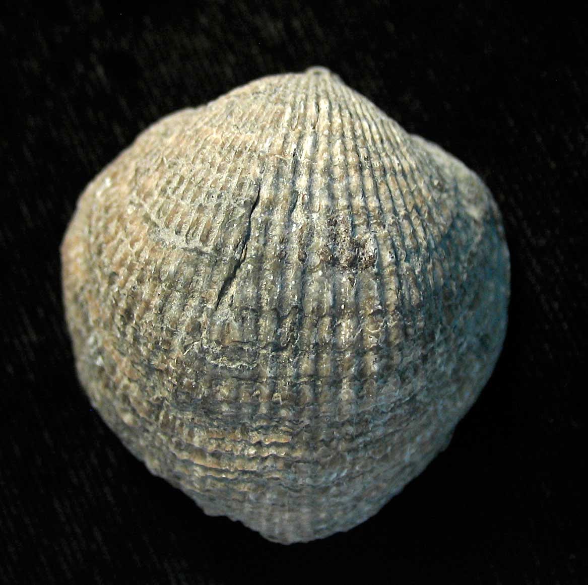Louisville Fossils and Beyond: Pseudoatrypa Brachiopod of Silica Shale