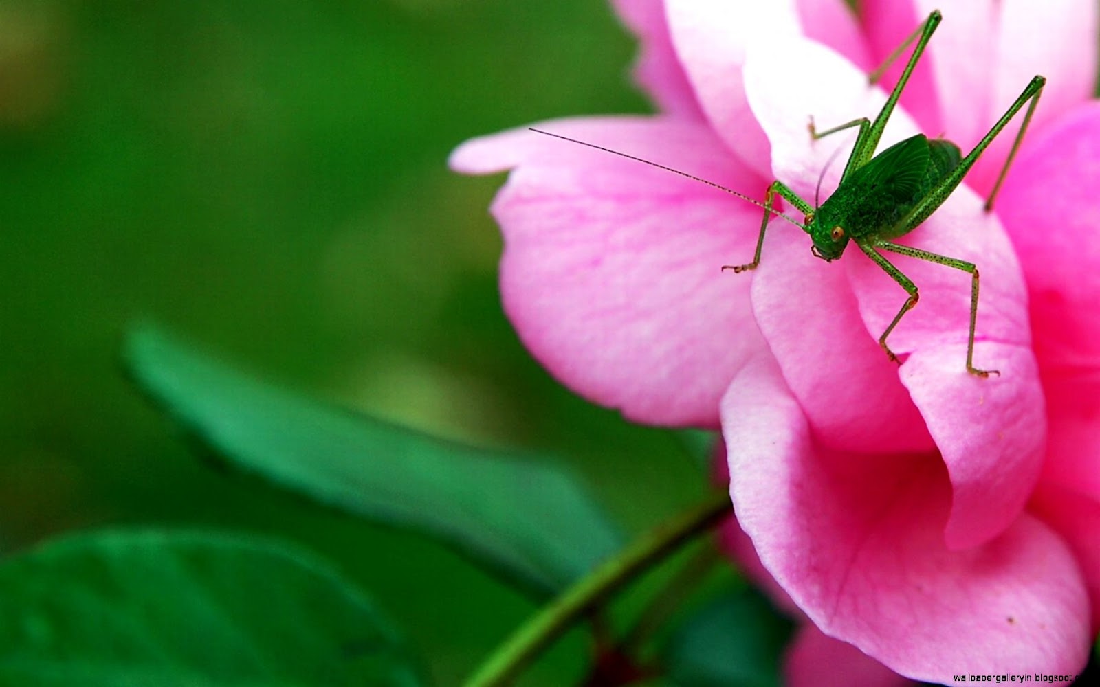 Eevee Evolutions Wallpaper - HD Desktop Wallpapers