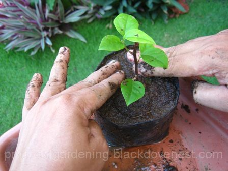 Practical Gardening: Repotting Seedling Plugs from the Garden Tray