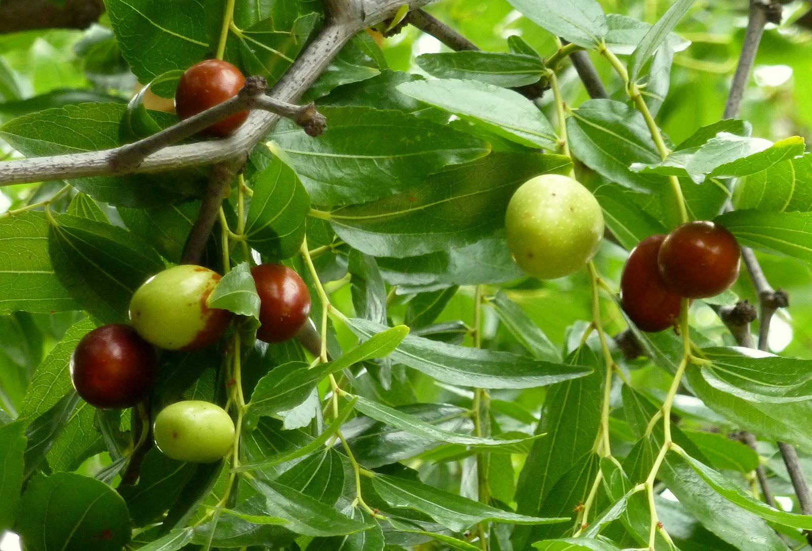 Árboles con alma: Jinjolero. Azufaifo. Ginjoler. (Zizyphus jujuba)