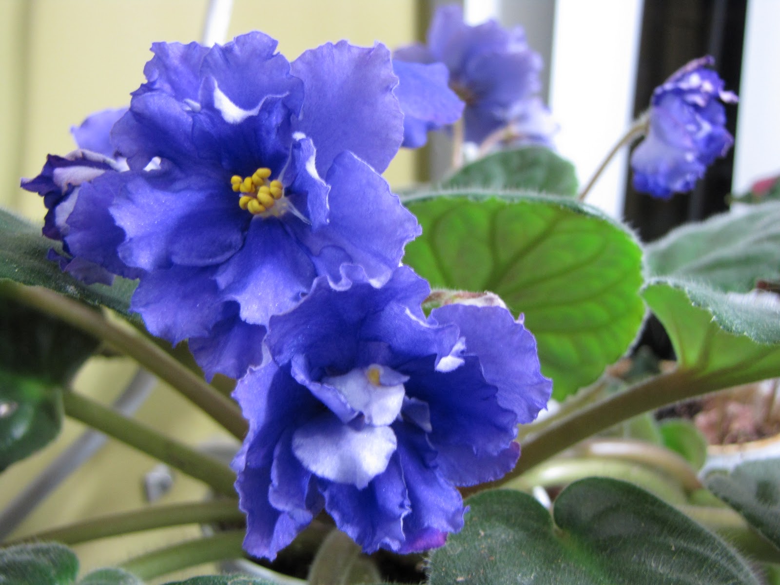 Violets and Mustangs: Tonight's Violet Happenings