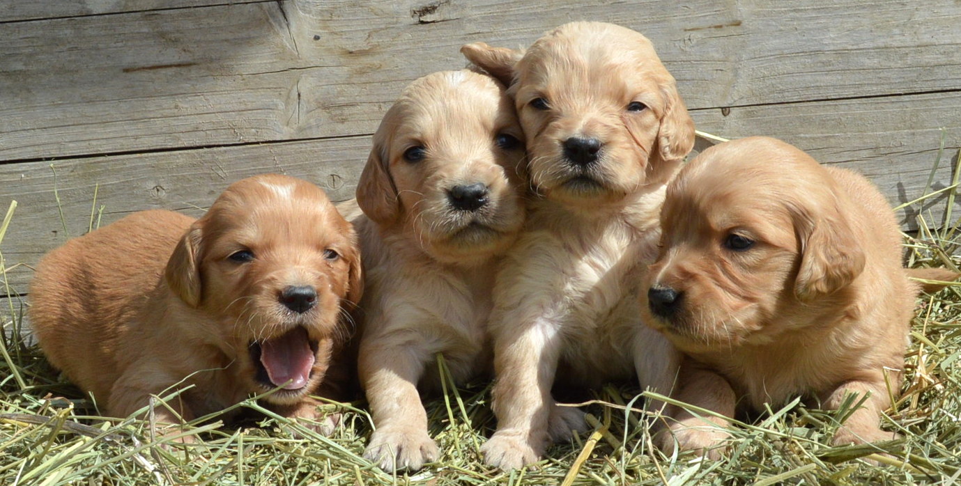 Midas Touch: Previous Puppies/References