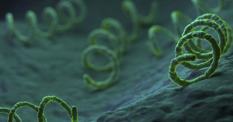 YAWS (NON- VENEREAL TREPONEMATOSES)