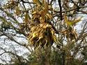 EXCELLENT AYURVEDIC SOLUTIONS: COMMON NAMES OF INDIAN BUTTER TREE ...