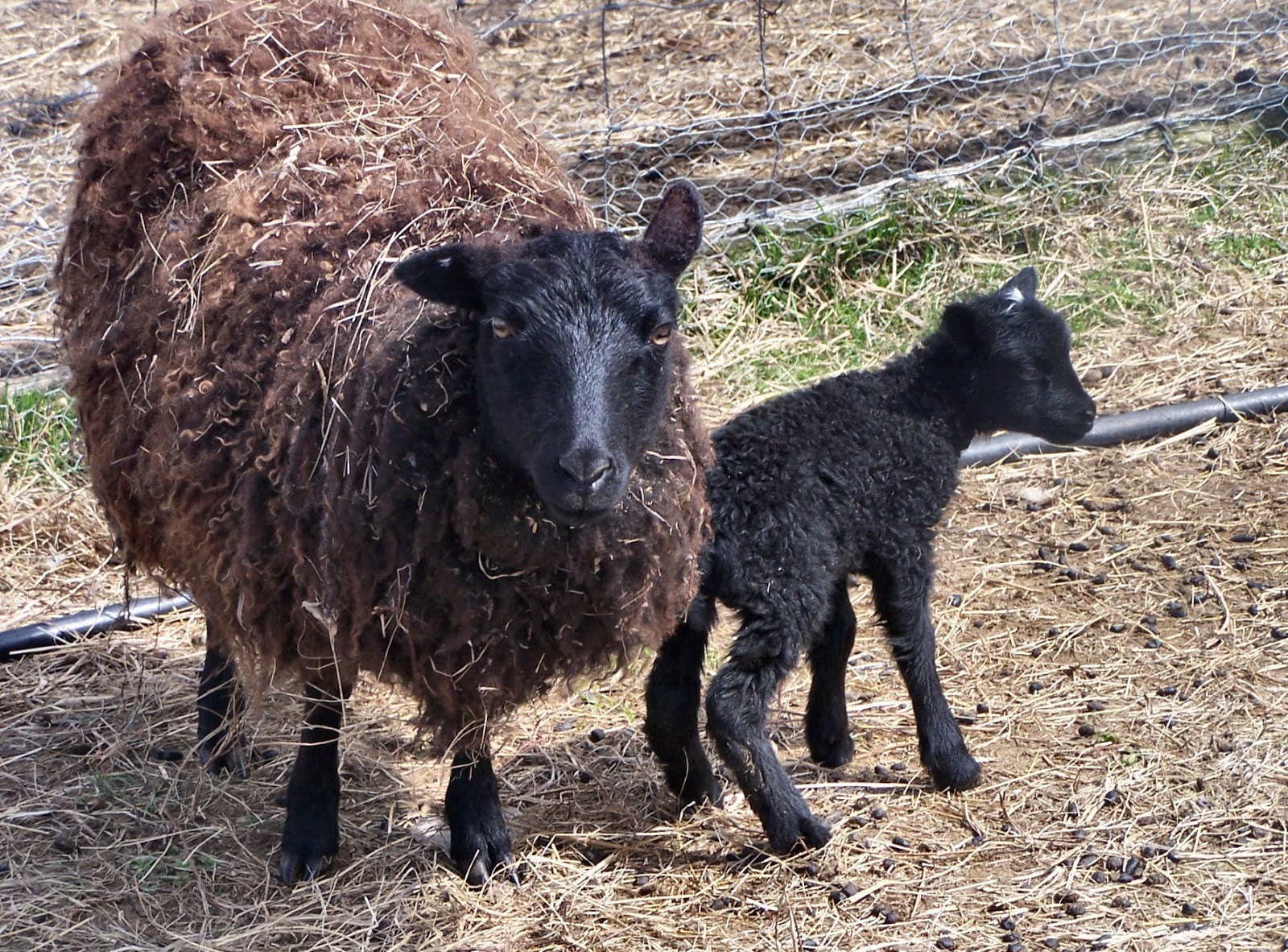 "Ewe's Have It Farm", Shetland Sheep : Oreo & Jane Doe 5-5-2011