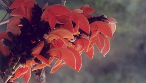 Tesu-Phool | Herbal Remedies