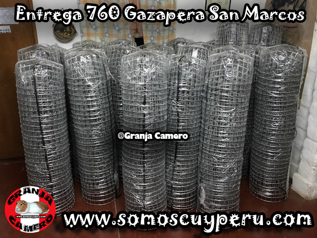 GAZAPERAS PARA CUYES ~ SOMOS CUY PERU