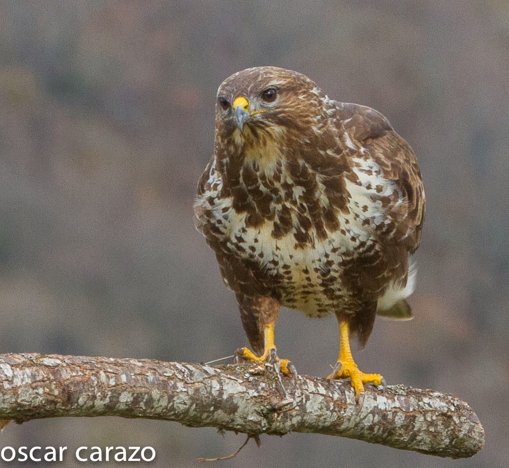 AVESANTURTZI: PARQUE REGIONAL DE LOS PICOS DE EUROPA: BUSARDO RATONERO
