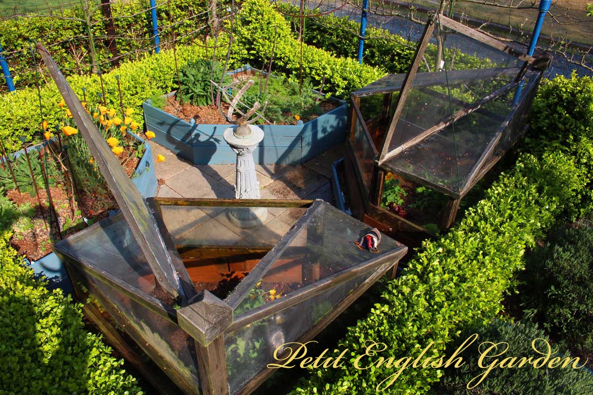 Petit English Garden of MARPLE & POIROT: PLANTING VEGETABLE SEEDLING IN ...