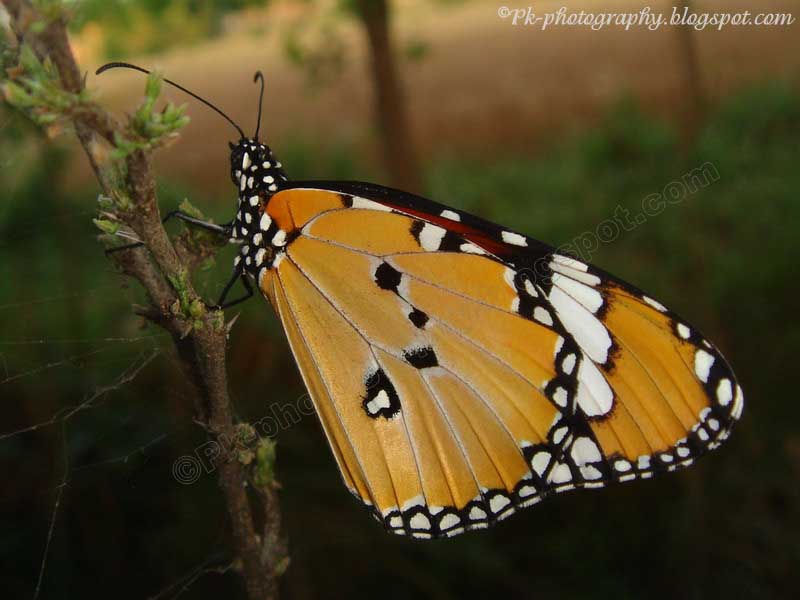 Plain Tiger Butterfly-Danaus Chrysippus | Nature, Cultural, and Travel ...