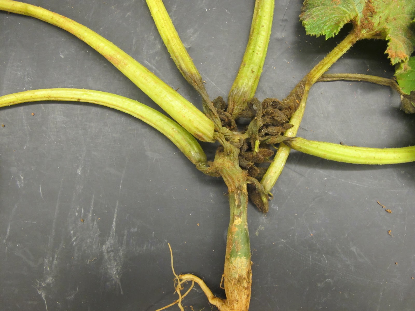 NCSU PDIC: Phytophthora Crown Rot of Squash